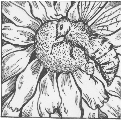 For the Love of Bees - Food Gardening Network