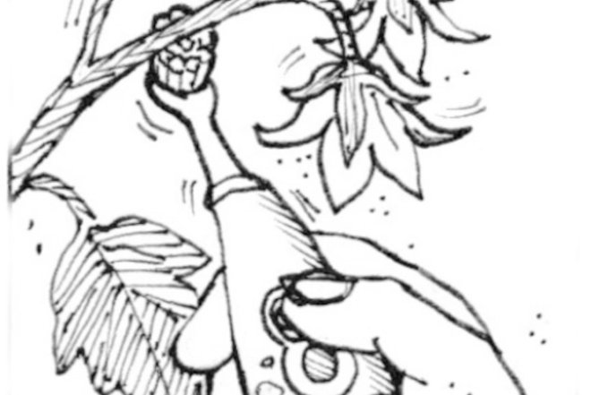 Human Pollinators and Their Handy Toothbrushes - Food Gardening Network