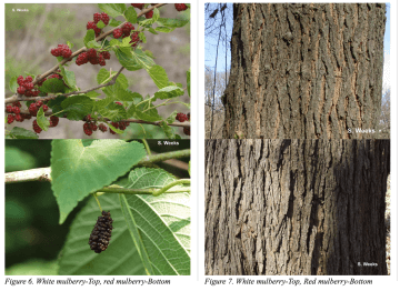 Growing Black Raspberry vs. Blackberry vs. Mulberry: Which is Best ...