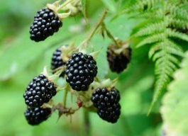 Growing Black Raspberry vs. Blackberry vs. Mulberry: Which is Best ...