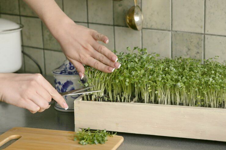 7 Tips for Micro-Gardening Indoors - Food Gardening Network