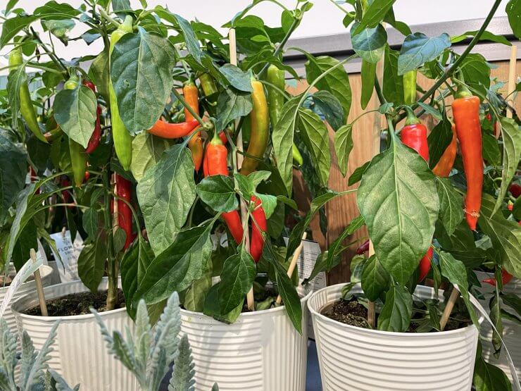 Growing Hot Peppers in Containers - Food Gardening Network