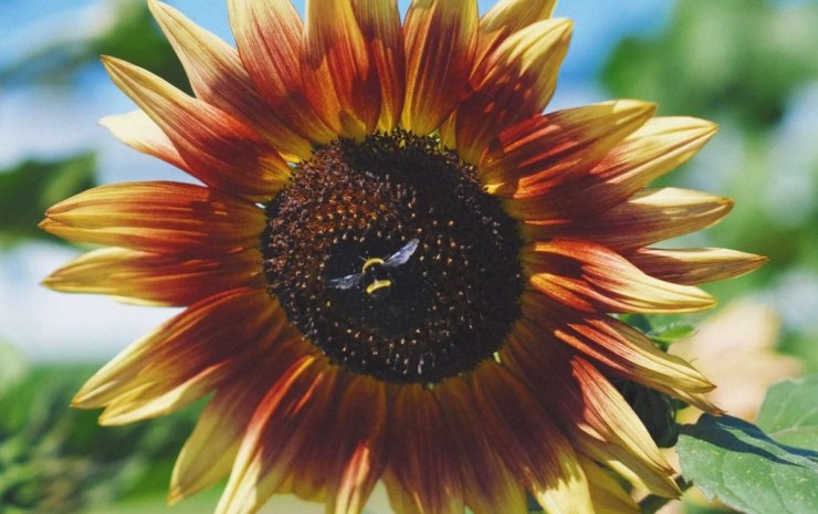 The 9 Best Sunflowers to Grow This Season - Food Gardening Network