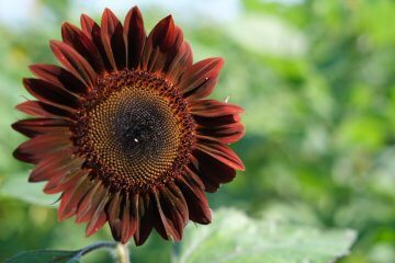 Chocolate Sunflower - Food Gardening Network