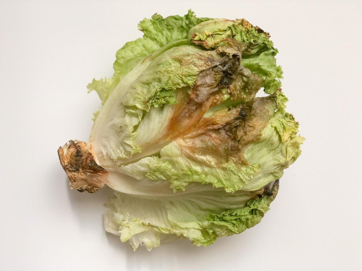 How to Keep Lettuce Tip Burn Away from Your Garden - Food Gardening Network