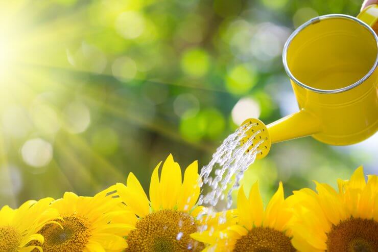 Watering, Weeding, Fertilizing, and Pruning Your Sunflower Plants ...