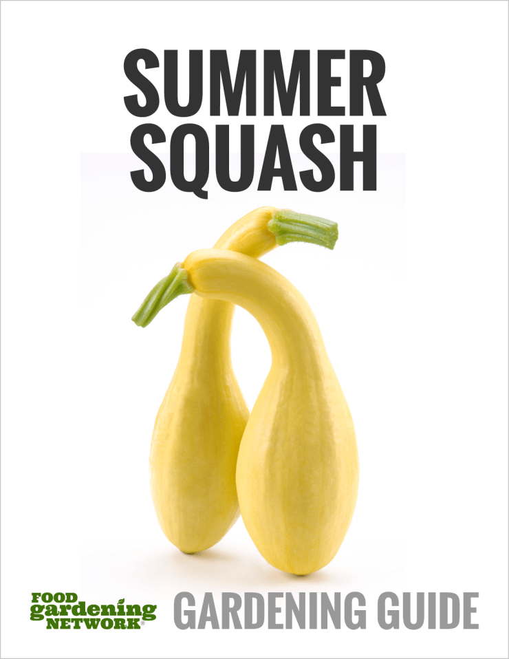 Happiness is Summer Squash: All You Need to Know about Growing Summer ...