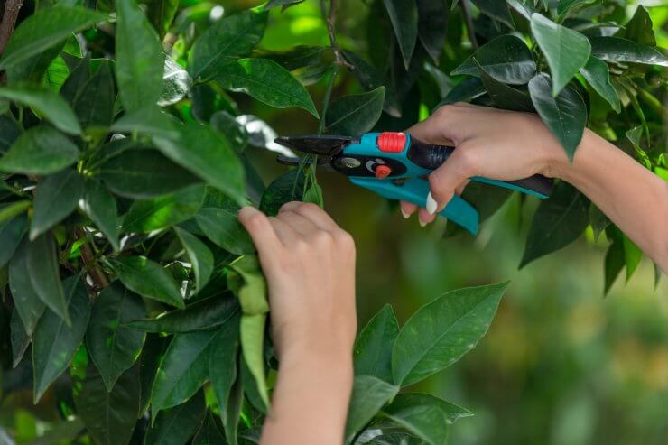 7 Preventable Garden Injuries and Mistakes - Food Gardening Network