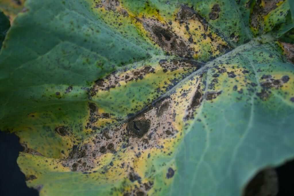Causes of Alternaria Leaf Spot in Brassica Crops - Food Gardening Network