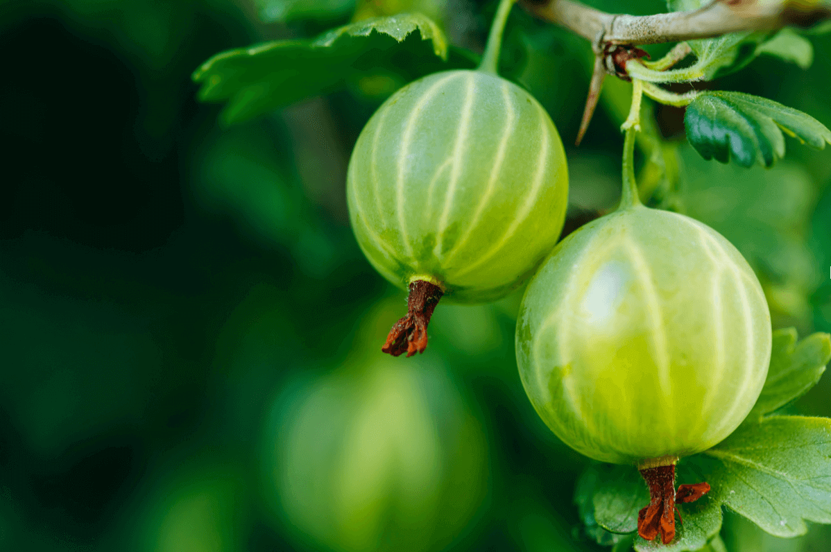 The 10 Best Berries to Grow in Your Garden - Food Gardening Network