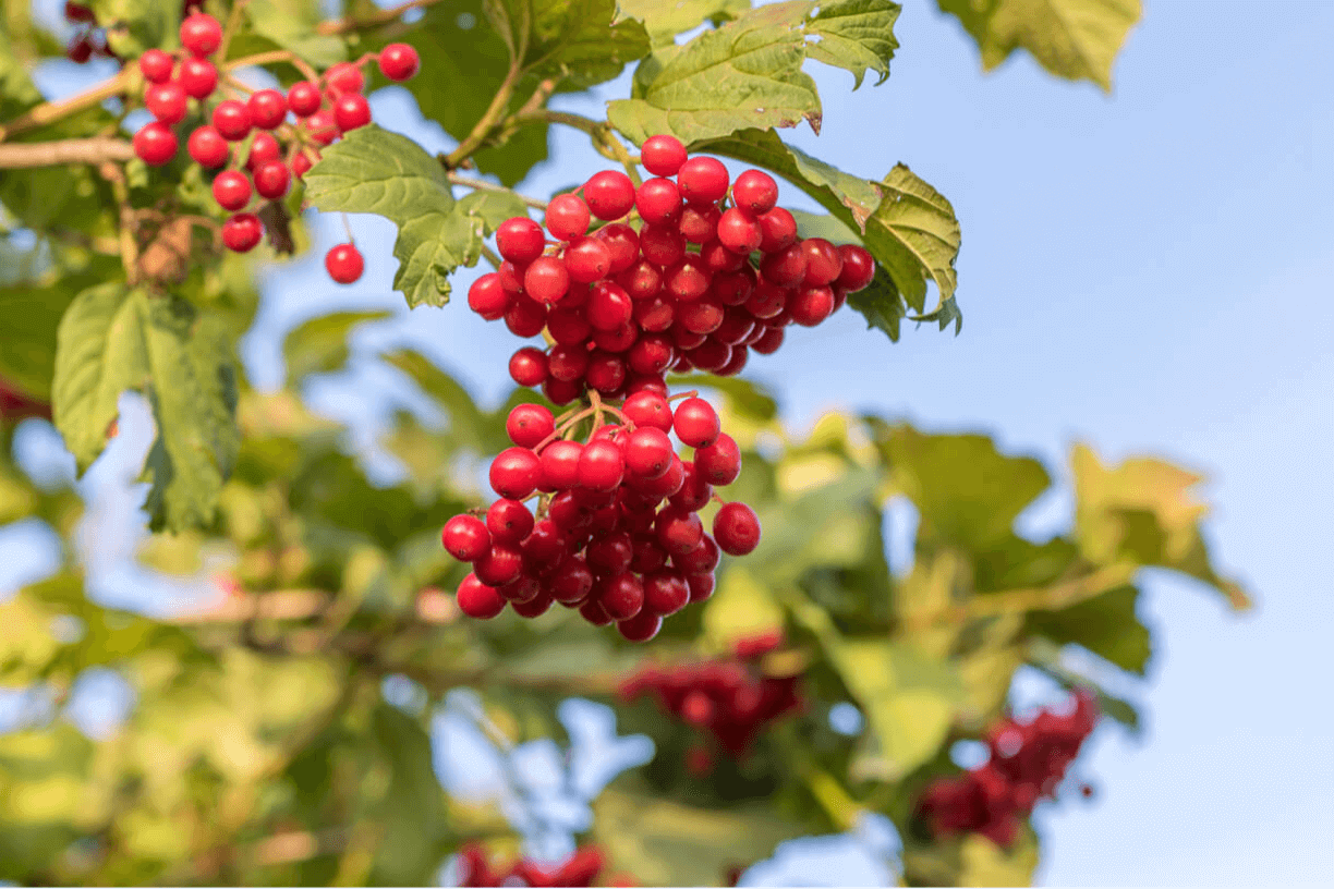 The 10 Best Berries to Grow in Your Garden - Food Gardening Network
