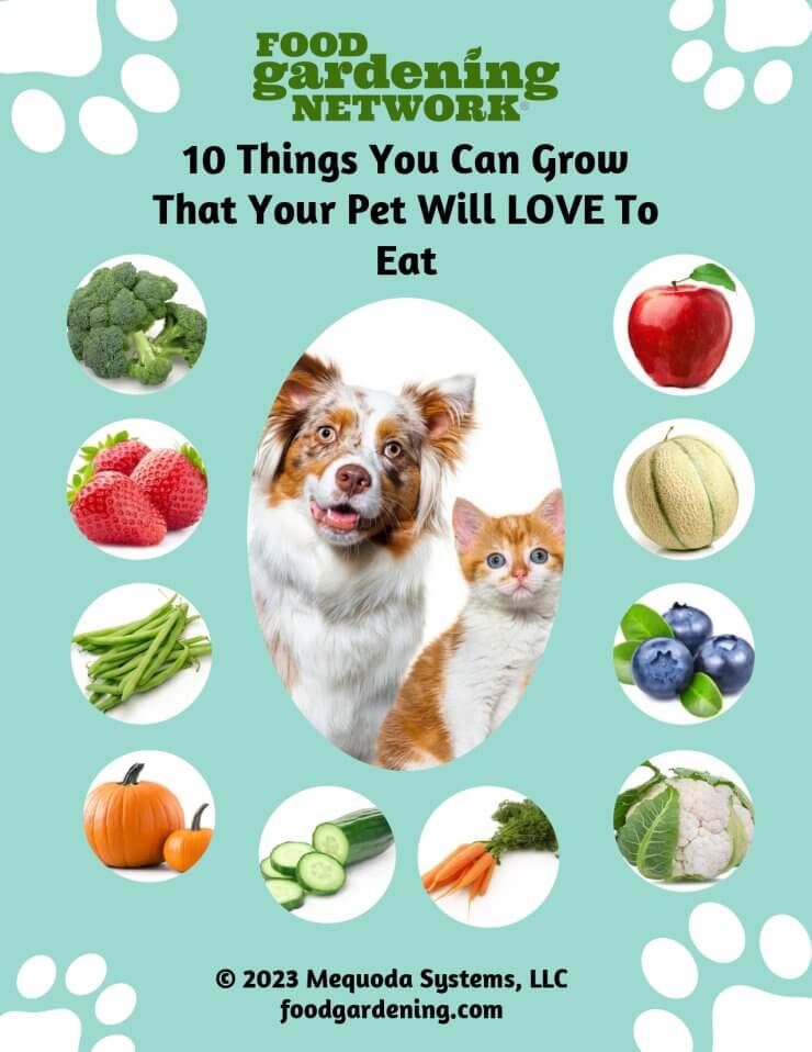 10 Things You Can Grow That Your Pet Will LOVE To Eat! - Food Gardening ...