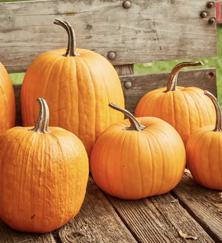 The Best Pumpkins to Grow for Carving & Tricks for the Ultimate Jack-O ...
