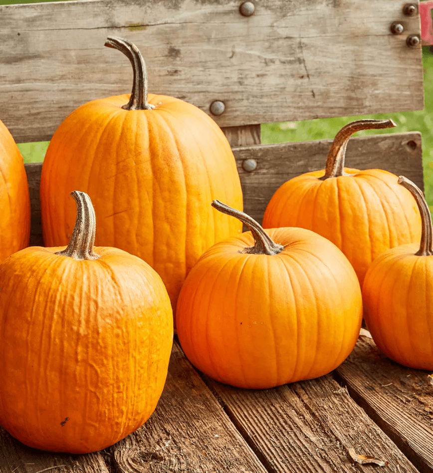 The Best Pumpkins to Grow for Carving & Tricks for the Ultimate Jack-O ...