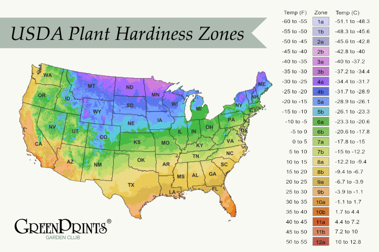 Sunflower Gardening Plant Hardiness Zones - Food Gardening Network