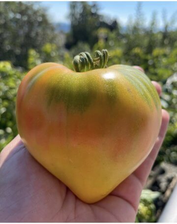 Reasons to Love Heart-shaped Tomatoes - Food Gardening Network