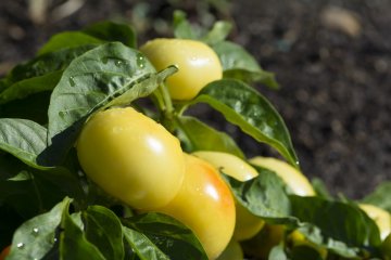 Alma Paprika Pepper - Food Gardening Network