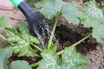 Watering Your Zucchini Plants - Food Gardening Network