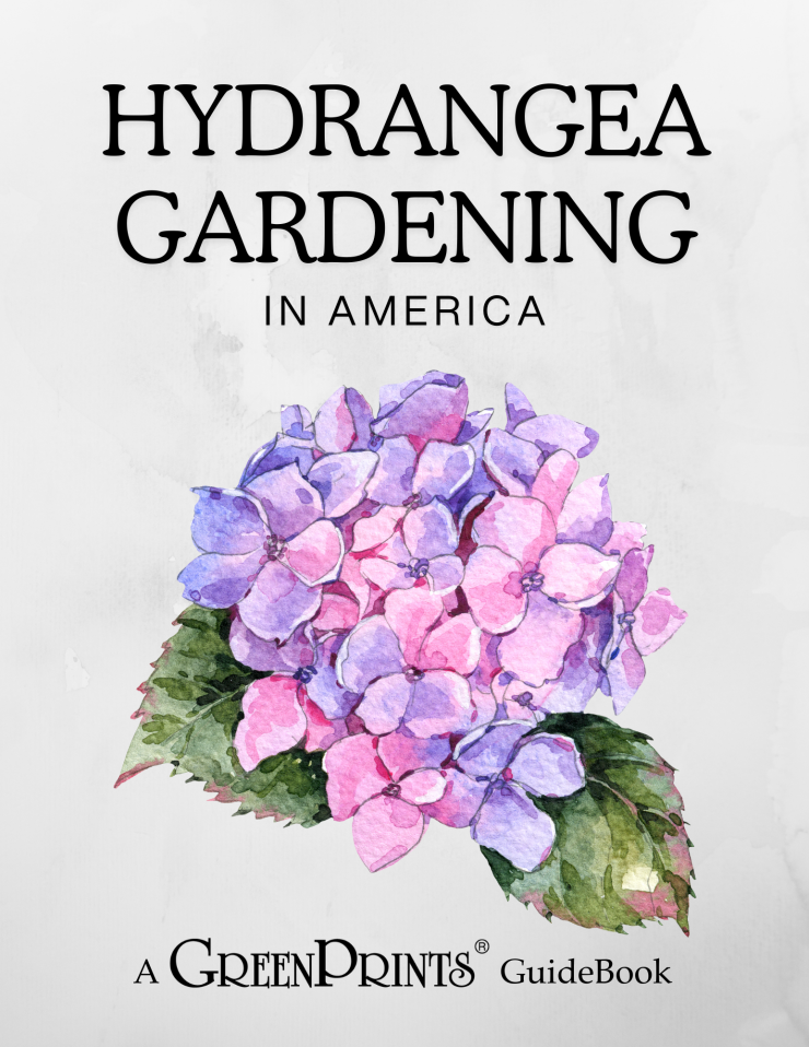 Hydrangea Gardening in America - Food Gardening Network