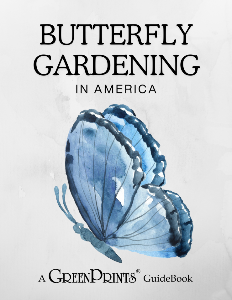 Butterfly Gardening in America – Food Gardening Network