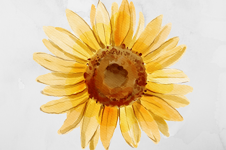 Introducing Sunflower Gardening in America - Food Gardening Network