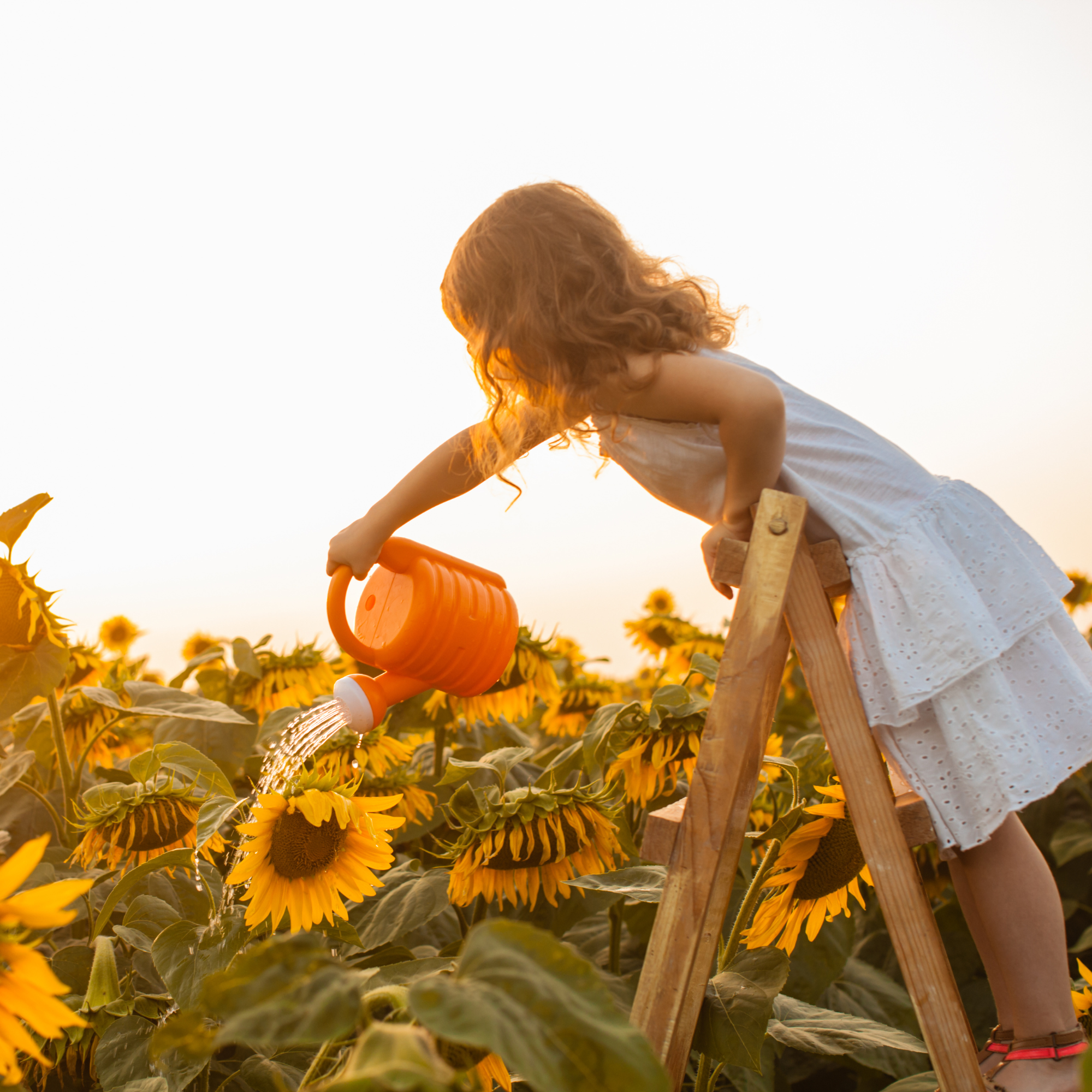 Sunflower Care Basics - Food Gardening Network