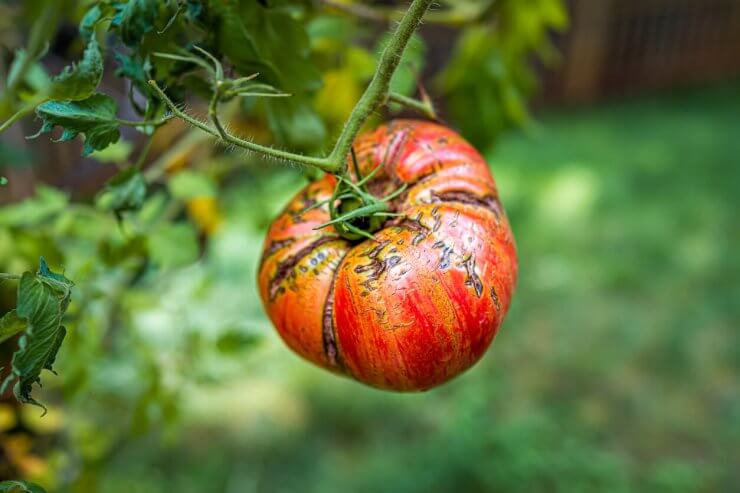 How to Protect Your Tomato Harvest During a Rainy Summer Season - Food ...