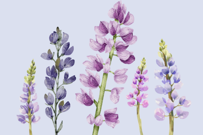 Blue Lupine is Both Beautiful and Edible - Food Gardening Network