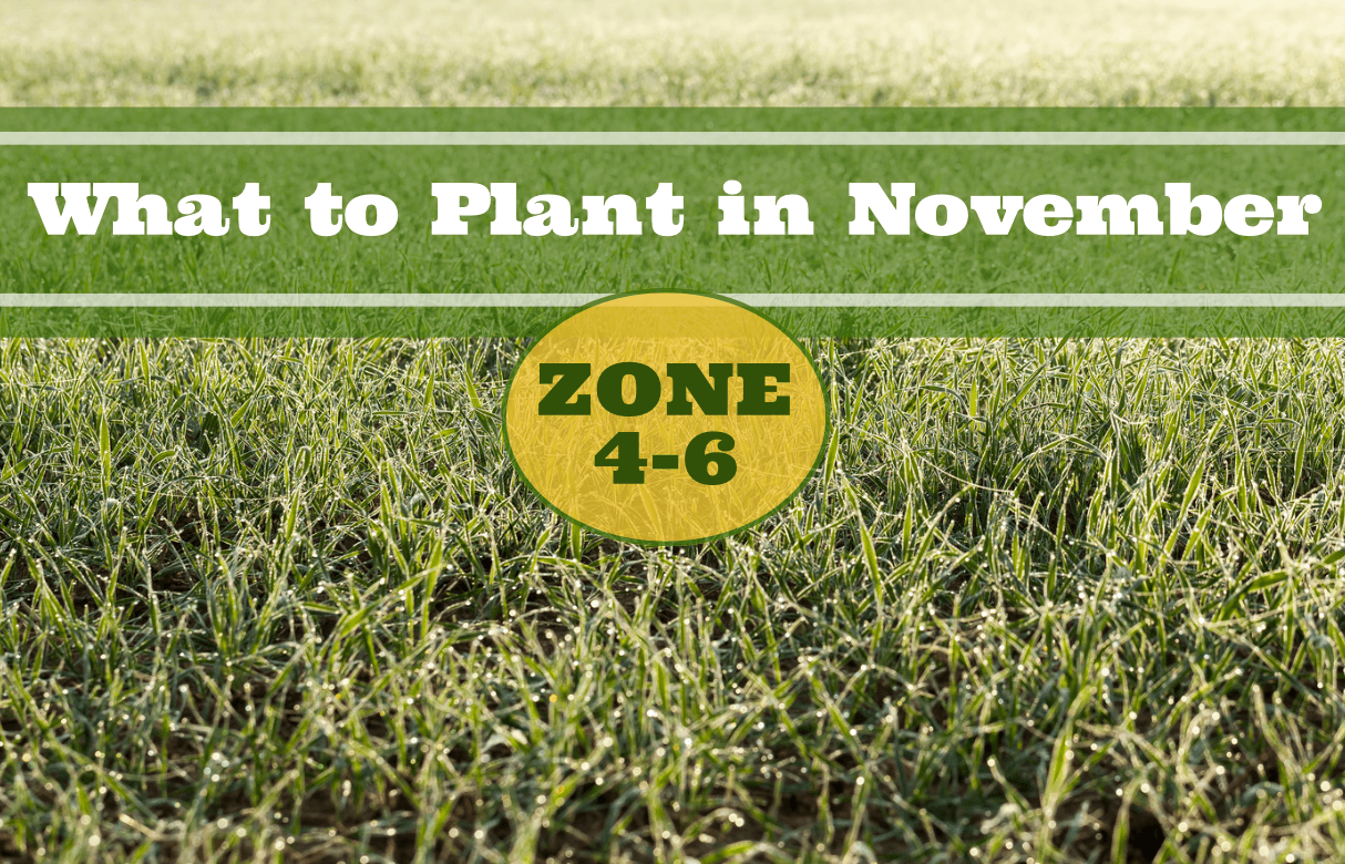 What to Plant in November in USDA Zones 4-6 - Food Gardening Network