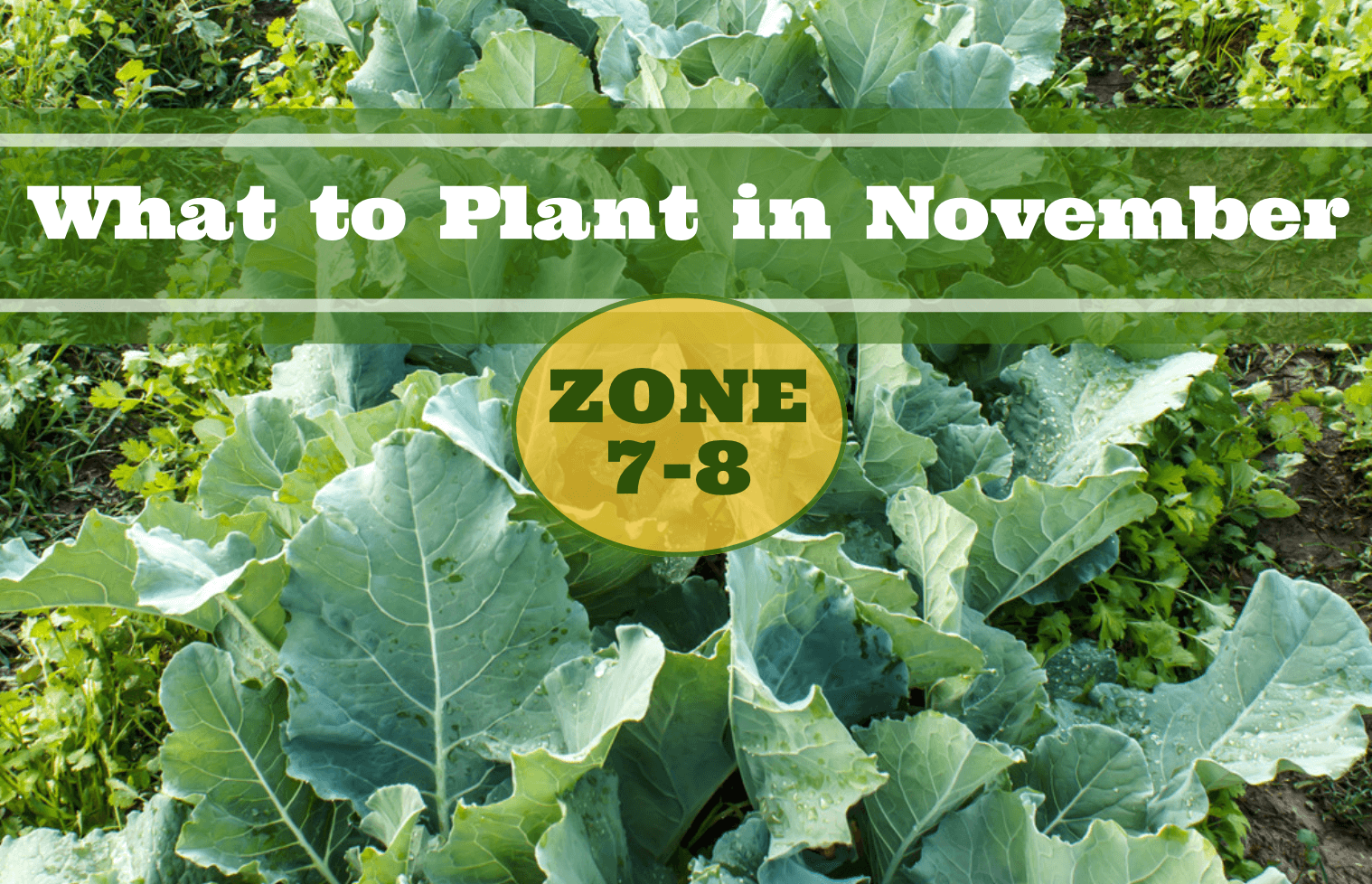 What to Plant in November in USDA Zones 7-8 - Food Gardening Network