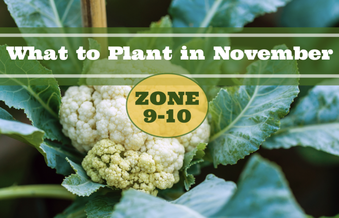 What to Plant in November in USDA Zones 9-10 - Food Gardening Network
