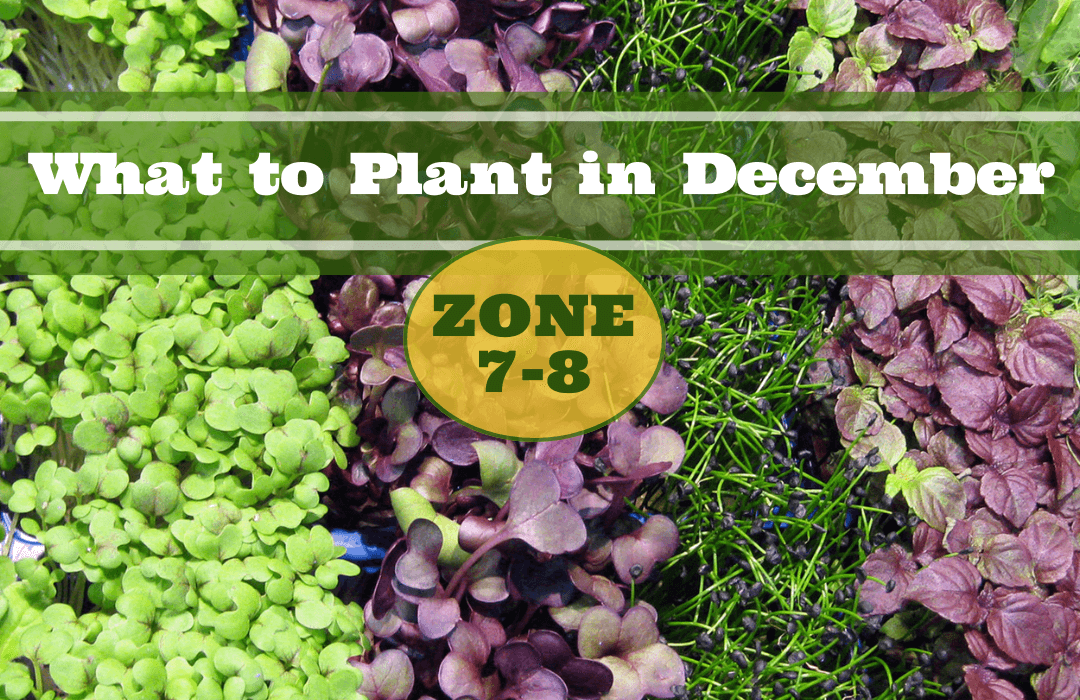 What to Plant in December in USDA Zones 7-8 - Food Gardening Network
