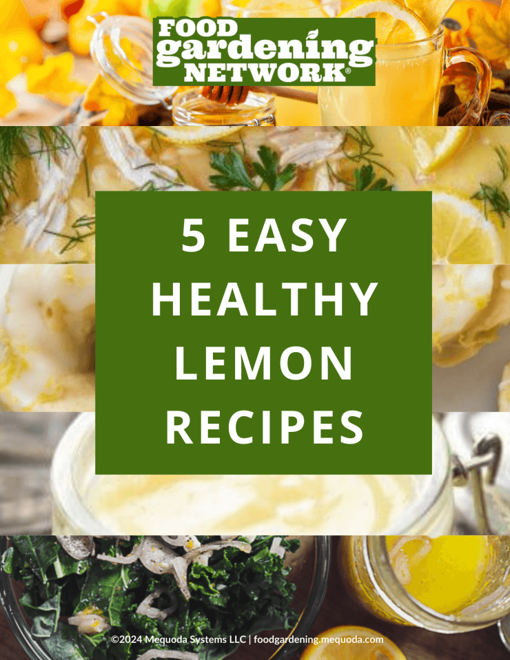 5 Easy Healthy Lemon Recipes - Food Gardening Network