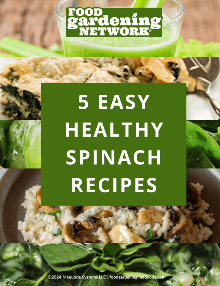 5 Easy Healthy Spinach Recipes – Food Gardening Network