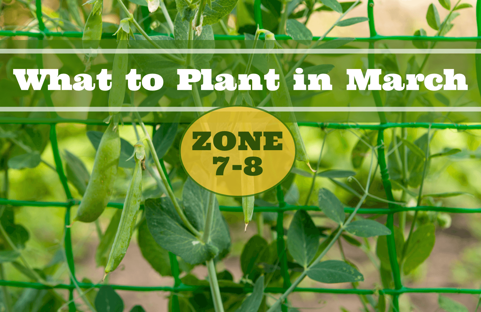 What to Plant in March in Zones 7-8 - Food Gardening Network