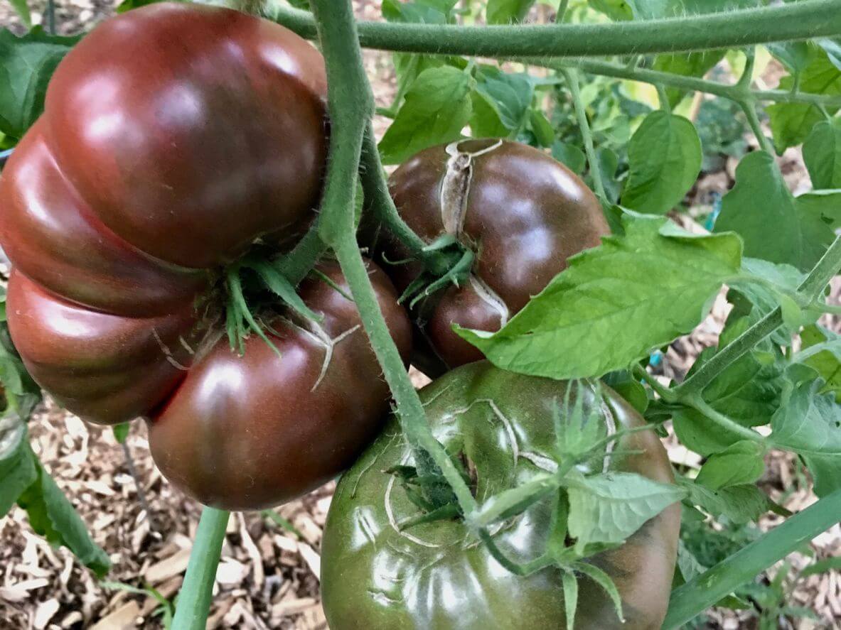 Cherokee Purple Tomatoes: A Gardener’s Delight with a Hint of Mystery ...