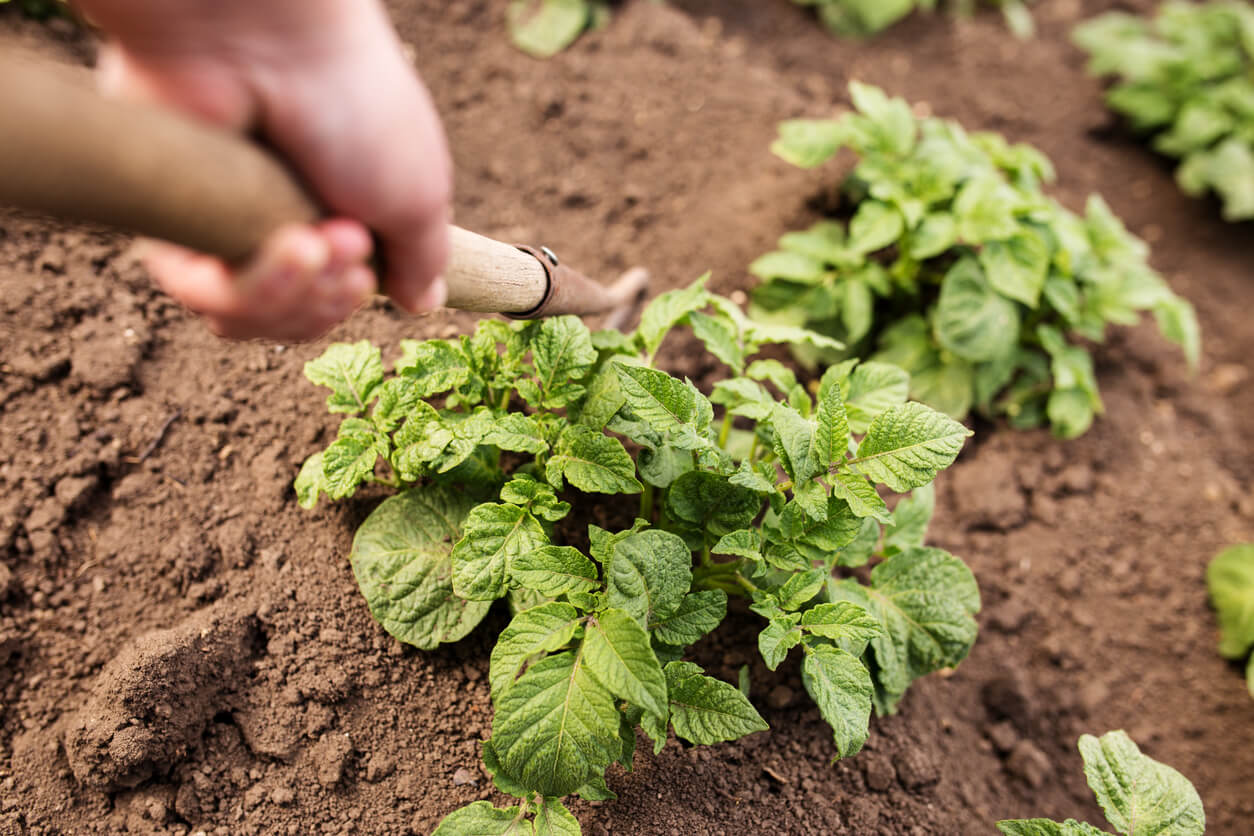Why Hilling Potatoes Leads to Better Yields - Food Gardening Network