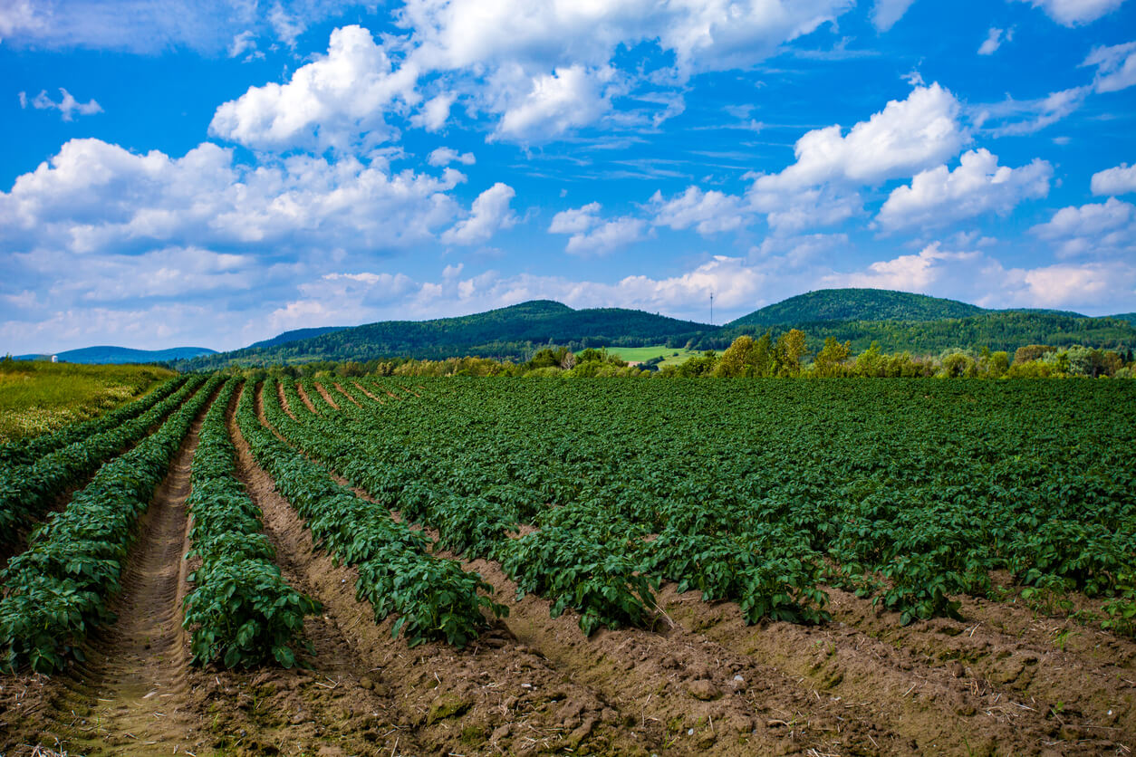 Why Hilling Potatoes Leads to Better Yields - Food Gardening Network