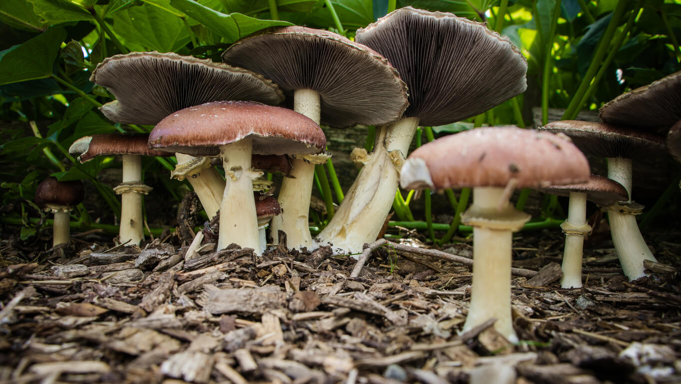 The Easiest Mushrooms to Grow for Beginners - Food Gardening Network