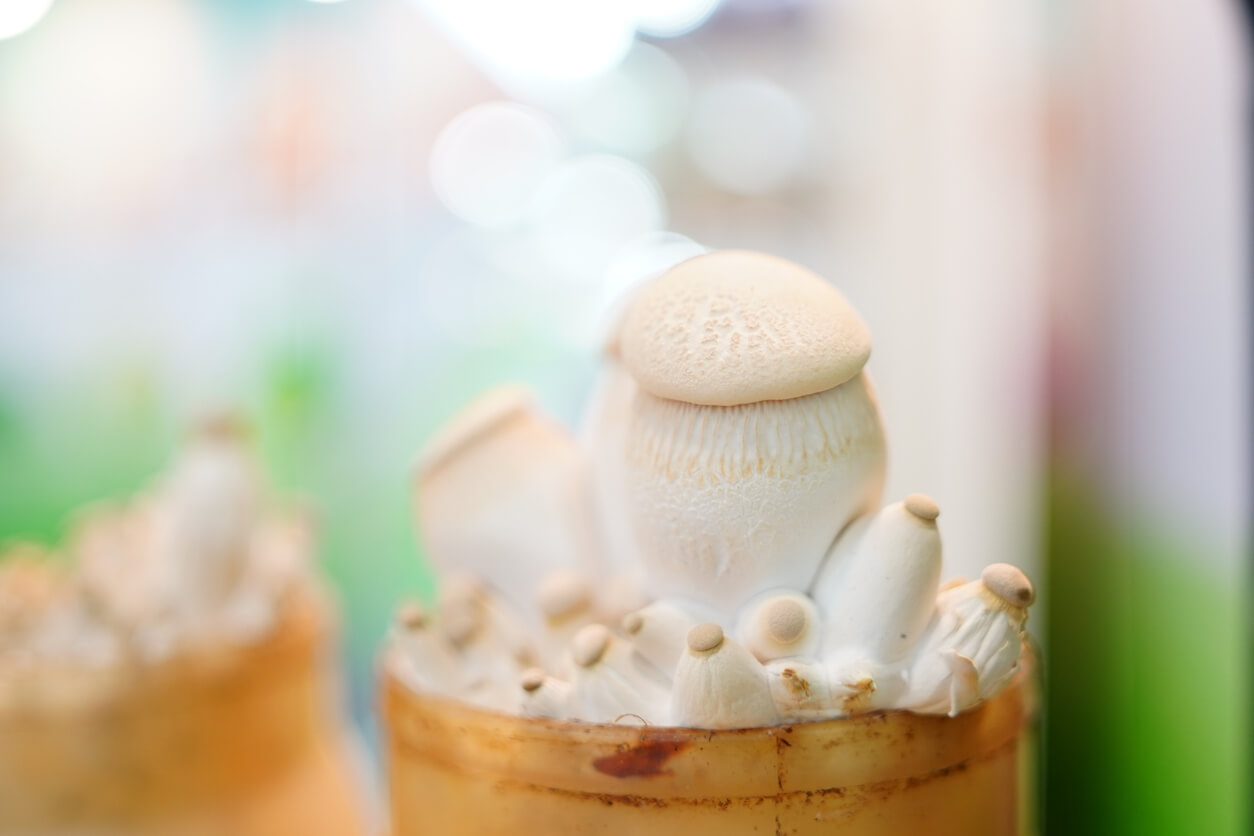 Starting with the Right Substrate for Your Mushrooms - Food Gardening ...