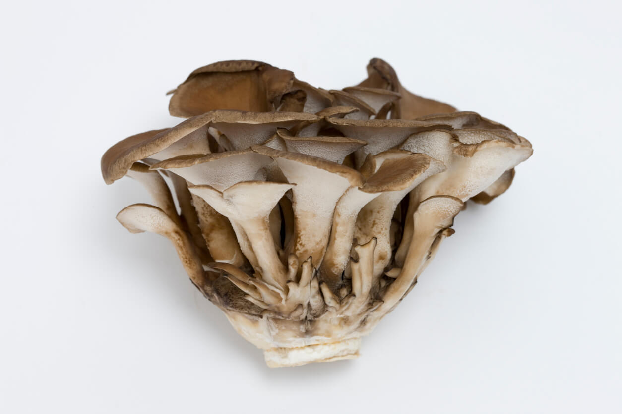 Maitake Mushroom (Grifola frondosa) - Food Gardening Network