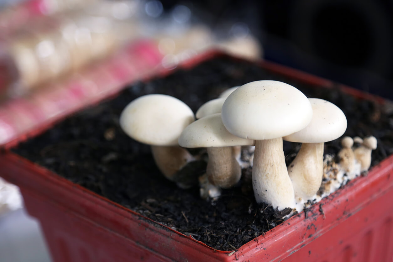 Growing Mushrooms in Open Land, in Raised Beds, or in Containers - Food ...
