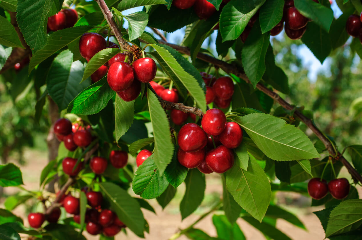 26 Best Cherry Trees for Your Zone - Food Gardening Network