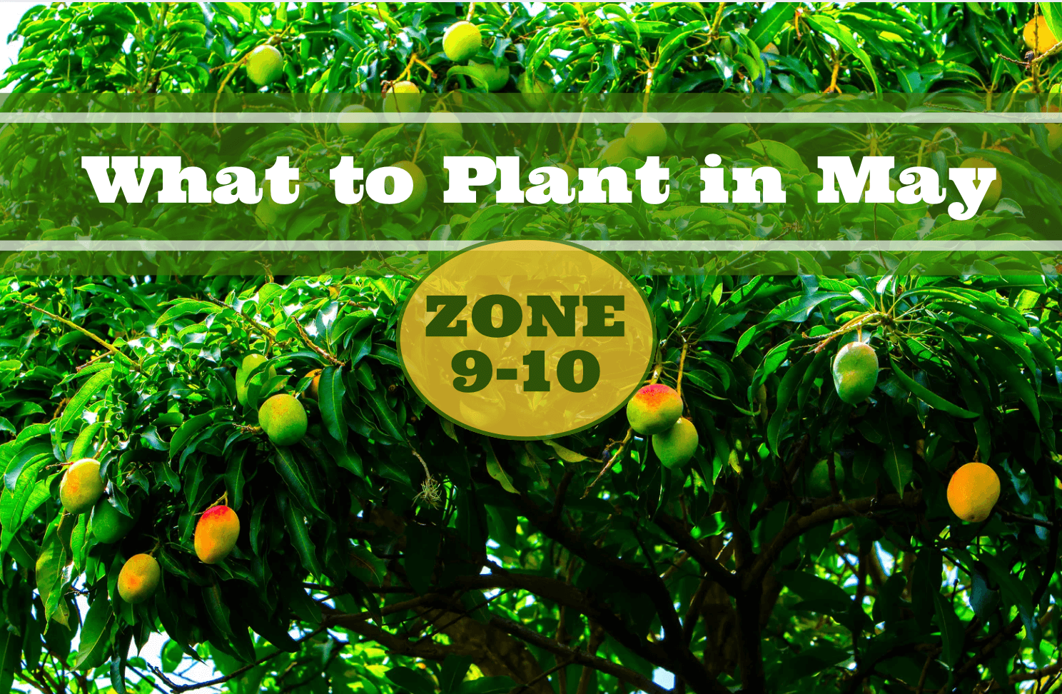 What to Plant in May in USDA Zones 9-10 - Food Gardening Network