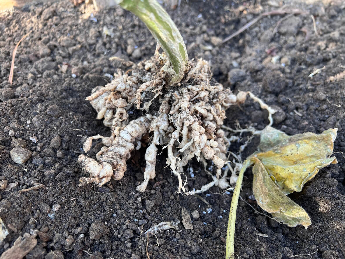 Pea Plant Pests: Identifying and Managing the Tiny Invaders - Food ...