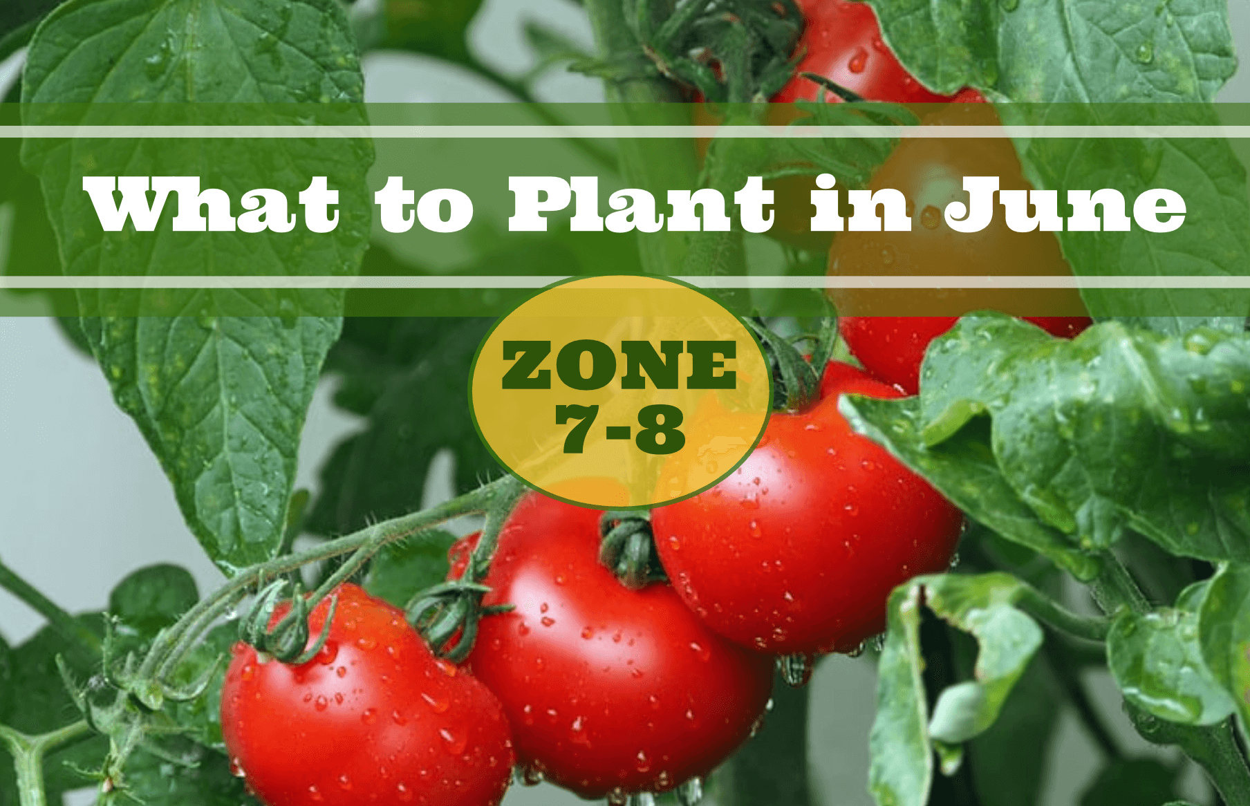 What to Plant in June in USDA Zones 7-8 - Food Gardening Network