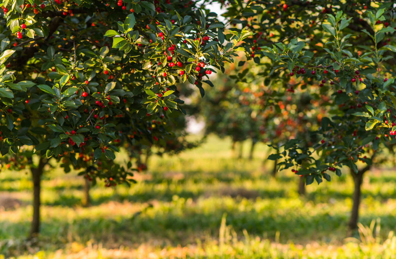10 Must-Grow Fruit Trees for 2025 - Food Gardening Network