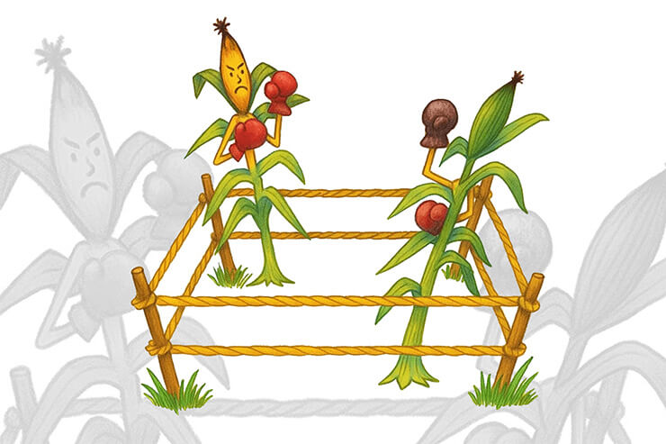 The Quest for Corn - Food Gardening Network